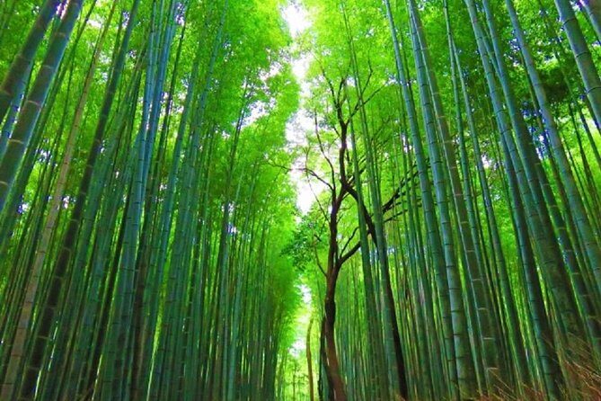 Kyoto Full-Day Private Tour by Public Transportation - Why Travelers Rave About This Tour