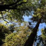 Kyoto: Kifune Shrine and the Sacred Kifune Valley Day Trip - A Closer Look at the Highlights