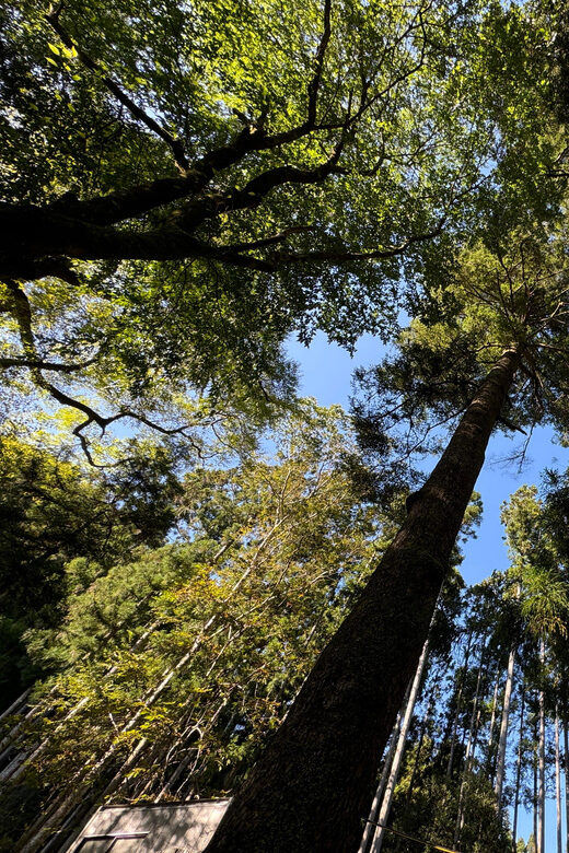 Kyoto: Kifune Shrine and the Sacred Kifune Valley Day Trip - A Closer Look at the Highlights