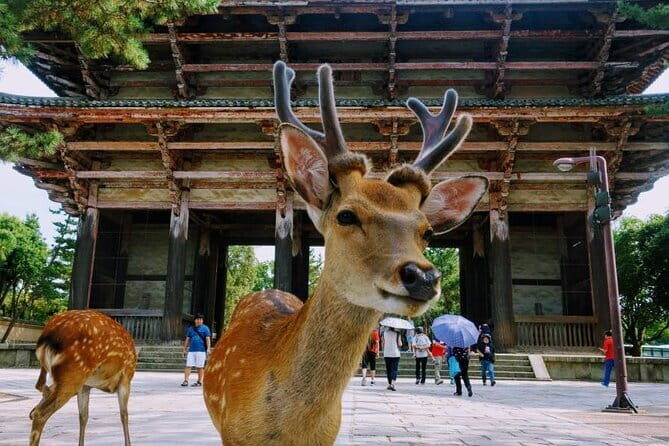 Kyoto & Nara Private Tour from Osaka Kyoto Hotel Pick-up - Who Should Consider This Tour?
