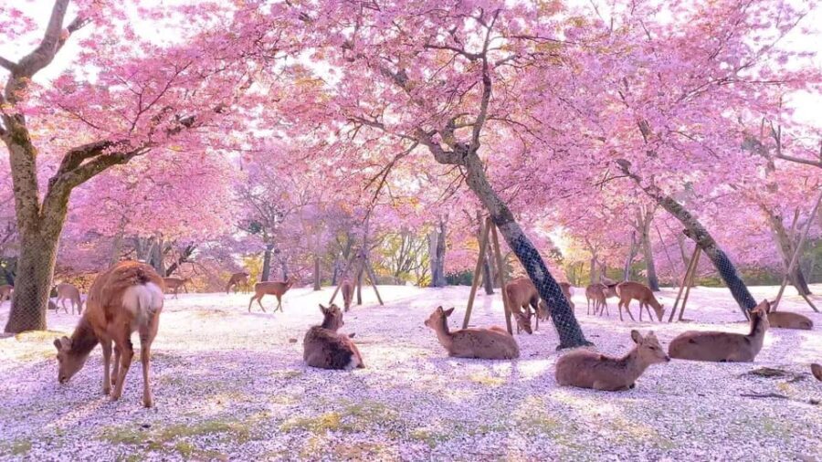 Kyoto/Osaka: Kyoto and Nara Customized Private Guided Tour - What to Expect on Your Custom Day Trip