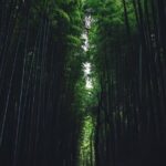 Kyoto Private Customizable Full Day Tour - Detailed Tour Breakdown