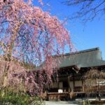 Kyoto Sagano Bamboo Grove & Arashiyama Walking Tour - The Historic Zen Temples