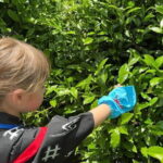 Kyoto Uji Tea Picking and Byodo in Temple Private Tour - An In-Depth Look at the Tour