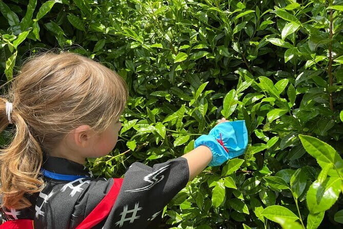 Kyoto Uji Tea Picking and Byodo in Temple Private Tour - An In-Depth Look at the Tour