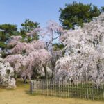 Kyoto's Cherry Blossom Beauty: A 4-Hour Sakura Stroll - Who Would Love This Tour?