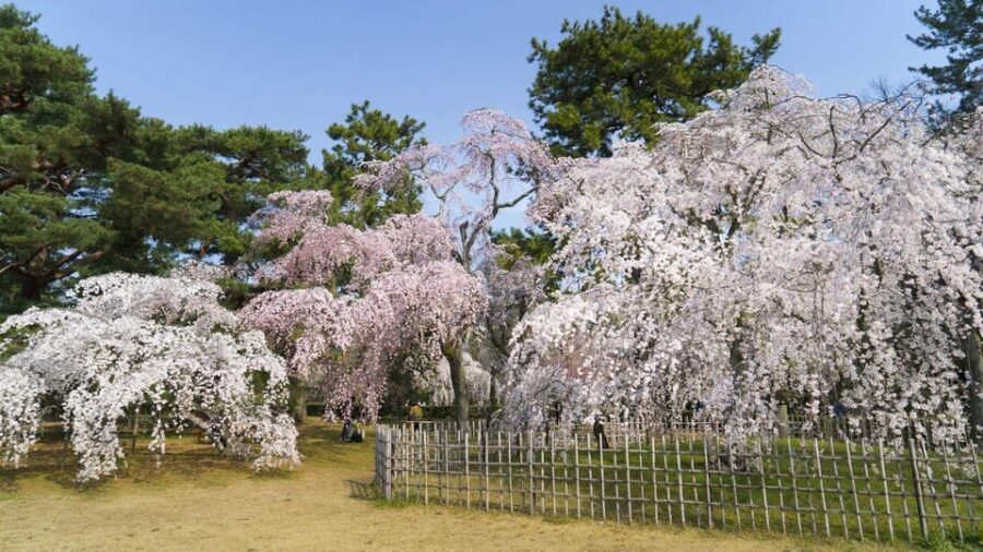 Kyoto's Cherry Blossom Beauty: A 4-Hour Sakura Stroll - Who Would Love This Tour?