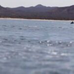 La Paz Wildlife Ocean Safari & Beach Club Leisure in La Ventana - Evaluating the Value: Is the Cost Justified?