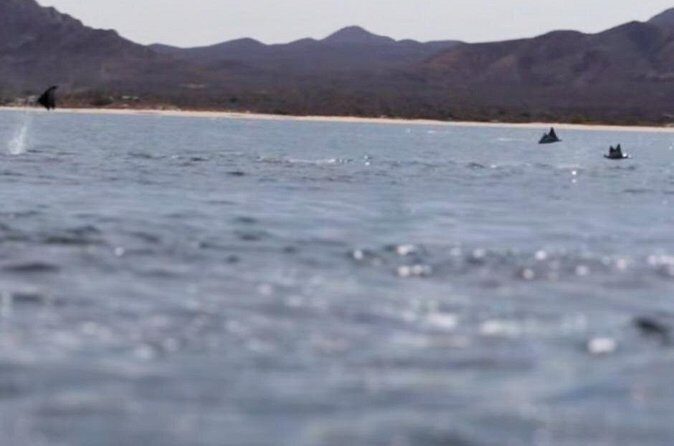 La Paz Wildlife Ocean Safari & Beach Club Leisure in La Ventana - Evaluating the Value: Is the Cost Justified?