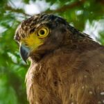 Lahugala Kitulana National Park Private Safari - Frequently Asked Questions