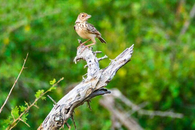 Lahugala Kitulana National Park Safari with Naturalist - How Does It Compare in Value?