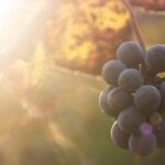 Lake Country Casual Experience - An In-Depth Look at the Lake Country Casual Experience