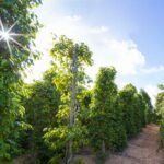 Land Tour 2: Discover the North - Kayaking & Starfish beach Phu Quoc (Not Lunch) - What the Tour Offers: An Overview of Each Stop