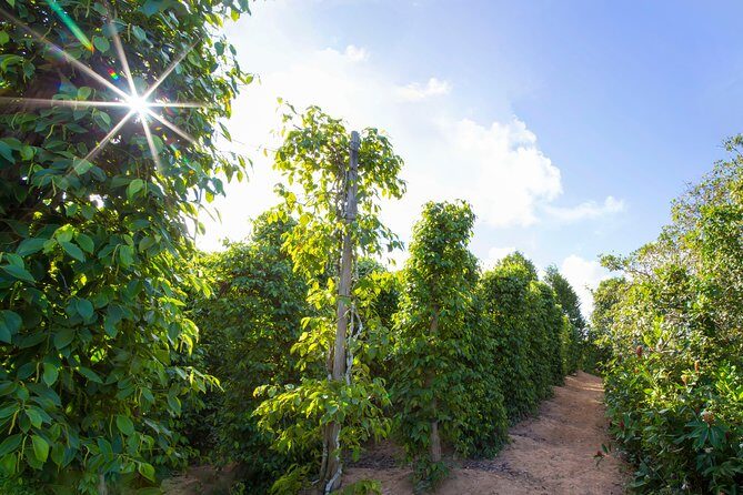 Land Tour 2: Discover the North - Kayaking & Starfish beach Phu Quoc (Not Lunch) - What the Tour Offers: An Overview of Each Stop