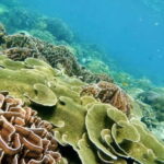 Langkawi: Floating Restaurant & Snorkeling Trip - Who This Tour Is Best For