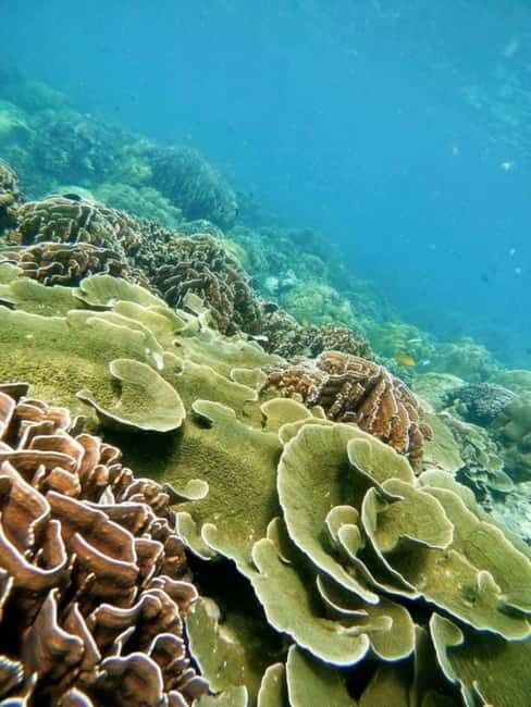 Langkawi: Floating Restaurant & Snorkeling Trip - Who This Tour Is Best For