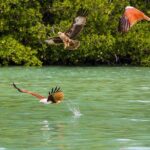 Langkawi Half Day Mangrove Tour - Sharing Basis - Why This Tour Offers Great Value