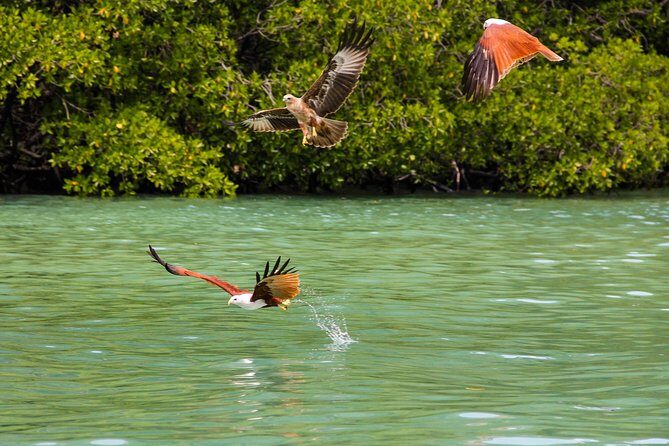 Langkawi Half Day Mangrove Tour - Sharing Basis - Why This Tour Offers Great Value