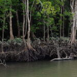 Langkawi: Kilim Geopark Mangrove Tour with Eagle Watching - Who Should Consider This Tour?