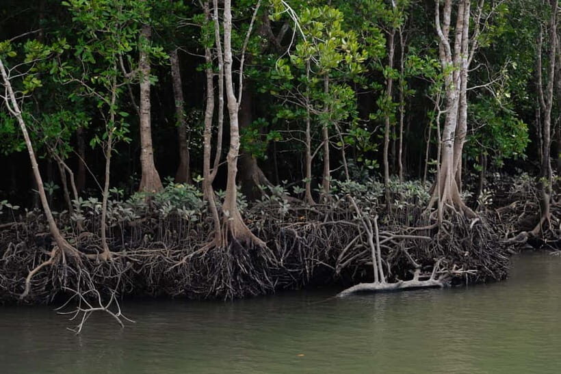 Langkawi: Kilim Geopark Mangrove Tour with Eagle Watching - Who Should Consider This Tour?