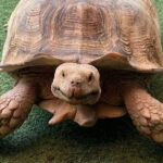 Langkawi Land-Tour (private) - 6 hour included Mangrovetour - The Value of the Experience