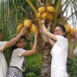 Langkawi Mangrove Boat tour With Mardi Agrotechnology Fruit Park - What’s Included and the Overall Value