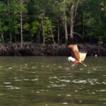 Langkawi Mangrove Group Boat Tour - Who Should Consider This Tour?