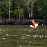 Langkawi: Mangrove River Cruise Sharing 3 Hours - The Experience: What You’ll Feel and See