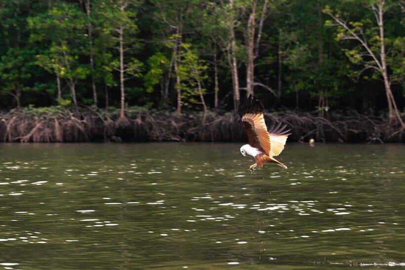 Langkawi: Mangrove River Cruise Sharing 3 Hours - The Experience: What You’ll Feel and See