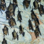 Langkawi Mangrove Tour : Estimated 1 hour Lunch Available - Key Points