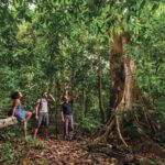 Langkawi Rainforest Jungle Trekking Tour with Private Pickup - The Real Value of This Tour