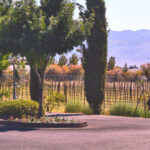 Las Vegas / Pahrump Wine Tasting Tour and snacks - Who Should Consider This Tour?