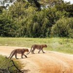 Leopard Full Day Safari Yala National Park - Start with Early Morning Pickup and the Drive into Yala