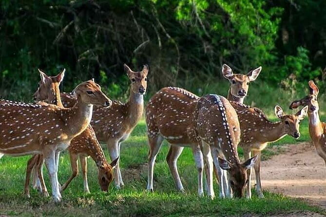 Leopard Half Day Yala National Park Eleven Safari - Who This Safari Suits Best