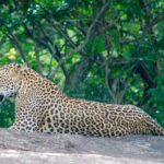 Leopard Safari in Yala National Park(Full Day/Half A Day) - The Safari Vehicle and Guide: Why They Matter