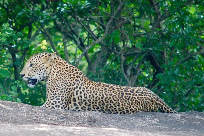 Leopard Safari in Yala National Park(Full Day/Half A Day) - The Safari Vehicle and Guide: Why They Matter