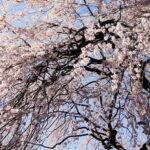 Licensed Guide Shinjuku Dramatic Tour Day Time - What’s Included and How It Adds to Your Experience