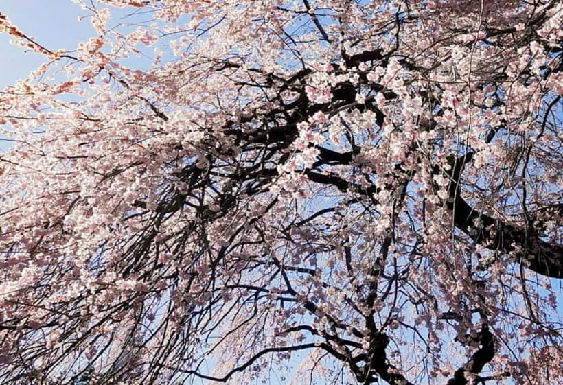 Licensed Guide Shinjuku Dramatic Tour Day Time - What’s Included and How It Adds to Your Experience