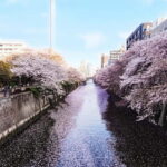 Licensed Guide Tokyo Meguro Cherry Blossom Walking Tour - Practical Considerations: What You Need to Know