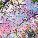 Licensed Guide Tokyo Meguro Cherry Blossom Walking Tour - The Sum Up