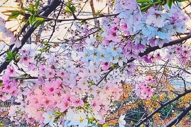 Licensed Guide Tokyo Meguro Cherry Blossom Walking Tour - The Sum Up