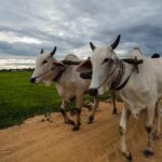 Lifestyle Tour with Homestay - 2 Days 1 Night - Who Will Love This Tour?