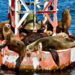 Lil Toot Santa Barbara Private Boat Tour - The Itinerary and Experience Highlights