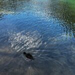 Lindeman and Chilliwack Lakes Sightseeing Tour - Detailed Breakdown of the Itinerary