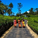 Lipton's Seat and Tea Factory,Trail Amidst Tea Plantation Day Tour - What Travelers Should Consider