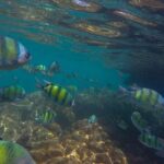 Longtail Boat Snorkeling in Phi Phi Island - Who Will Love This Tour?