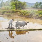 Lost Civilization - My Son Temples Bike Tour in Hoi An - Transportation, Timing, and Group Size