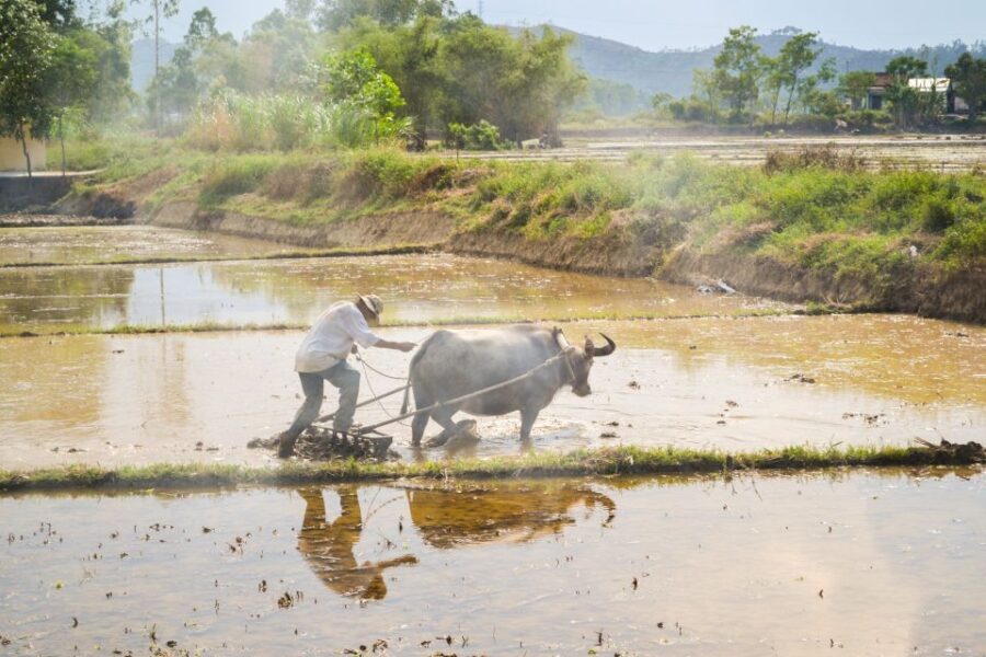 Lost Civilization - My Son Temples Bike Tour in Hoi An - Transportation, Timing, and Group Size