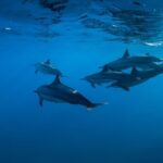 Lovina Dolphin Watching, Swimming, and Snorkeling Experience - What Reviewers Say