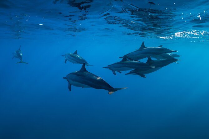 Lovina Dolphin Watching, Swimming, and Snorkeling Experience - What Reviewers Say